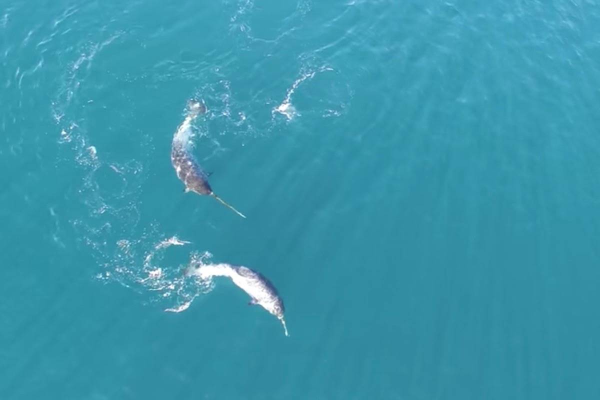 Researchers finally have an answer for use of 'unusual, mysterious' Narwhal tusk - Canada ...