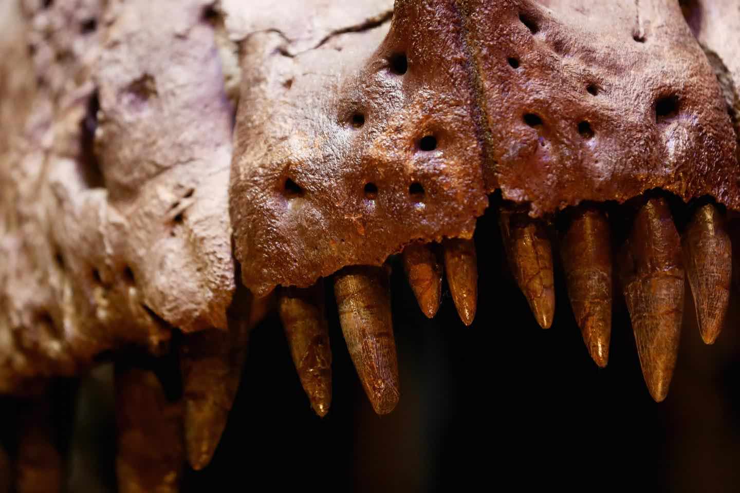 Scientists Reveal Just How Powerful The Tyrannosaurus Rex Bite Really ...
