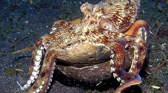 Researchers Find Underwater City Built by Octopuses - Canada Journal ...