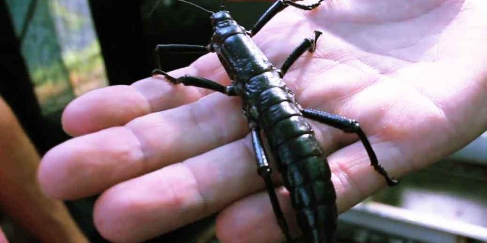 Gigantic “Tree Lobsters” Not Extinct After All, Says New Study - Canada ...