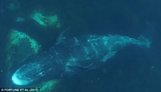 Whales migrate thousands of miles to scratch an itch (Watch) - Canada ...